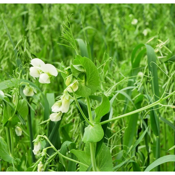 Peas and Oats Cover Crop Seeds - Fast Growing, Use in Spring or Fall (1 ...
