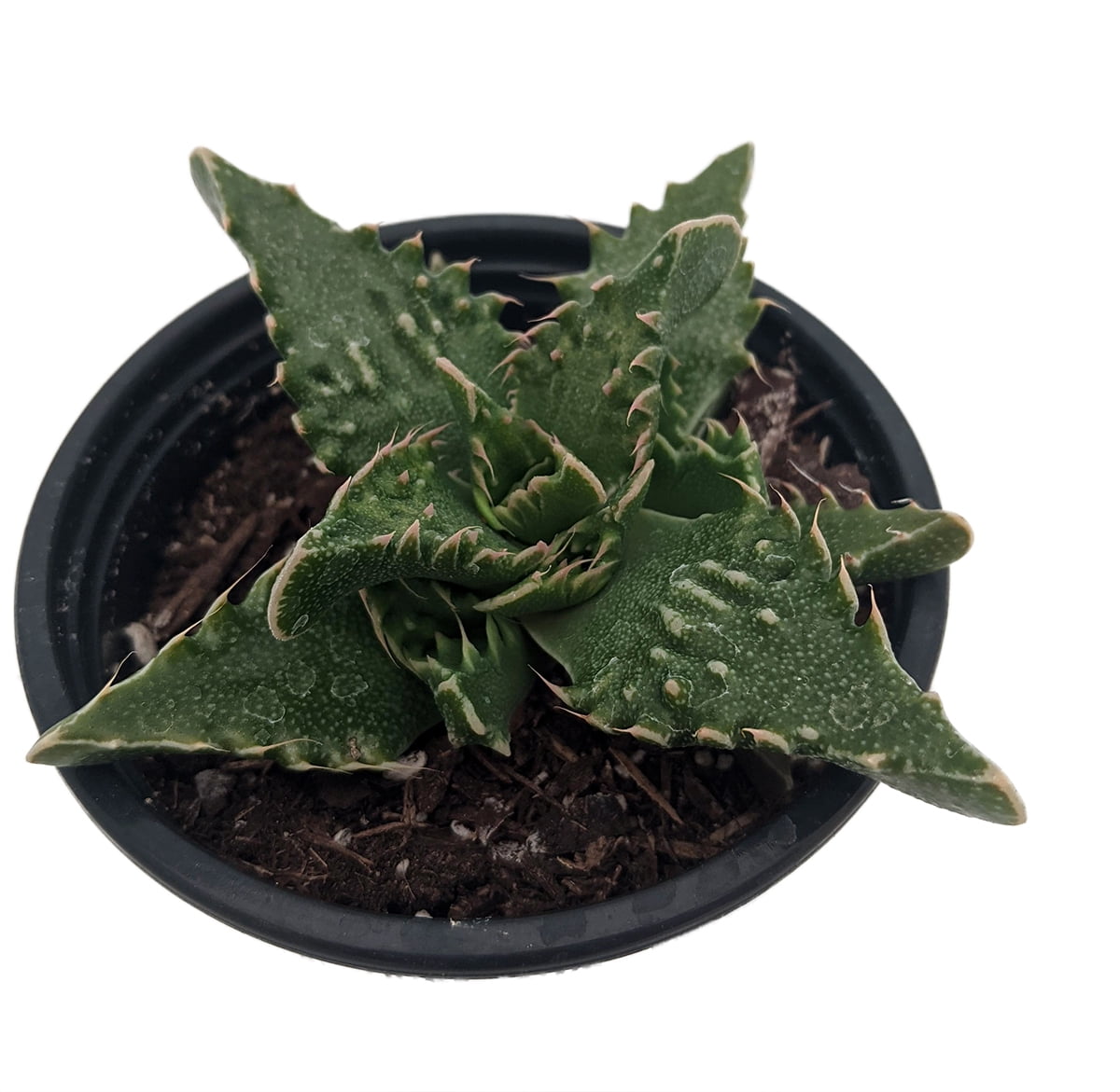 Pebbled Tiger Jaws Plant - Faucaria tuberculosa - 3.5" Pot - Walmart.com
