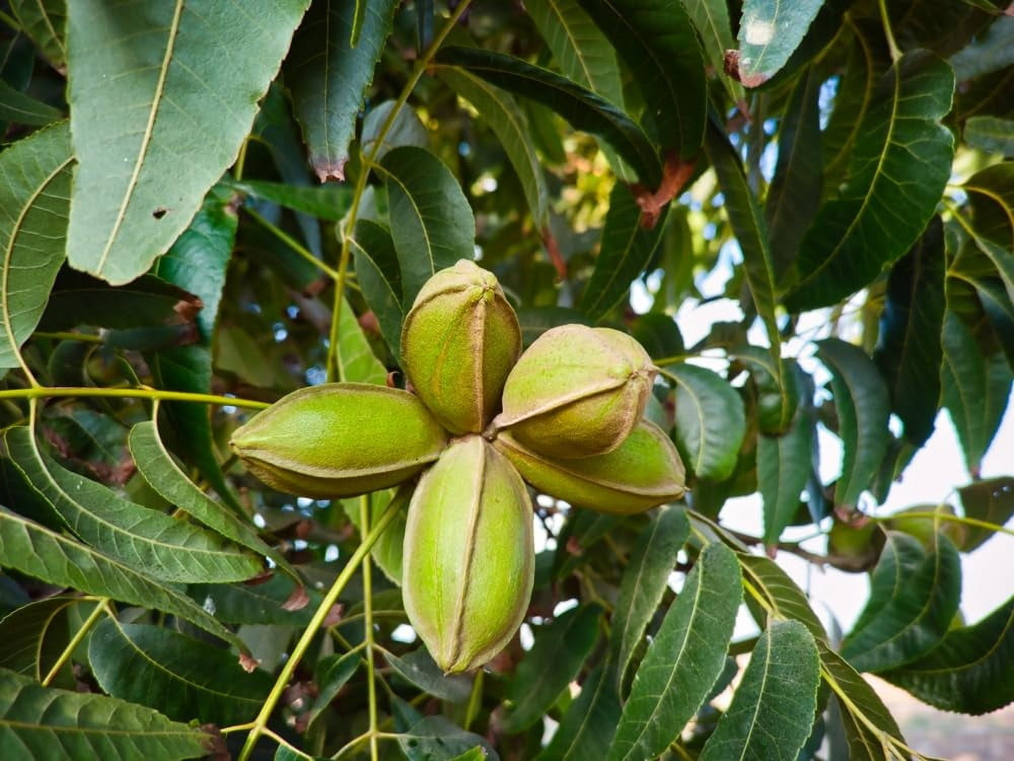 Pecan Fruit Tree Seedlings for Planting - No Ship to California - Grow ...