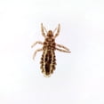 Pediculus Humanus Capitis, W.M. Microscope Slide - Walmart.com