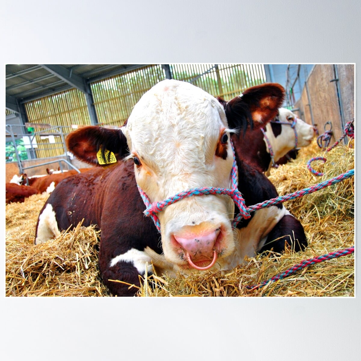 Pedigree Hereford Cow Cattle Poster Wall Art, Modern Wall Decor For ...