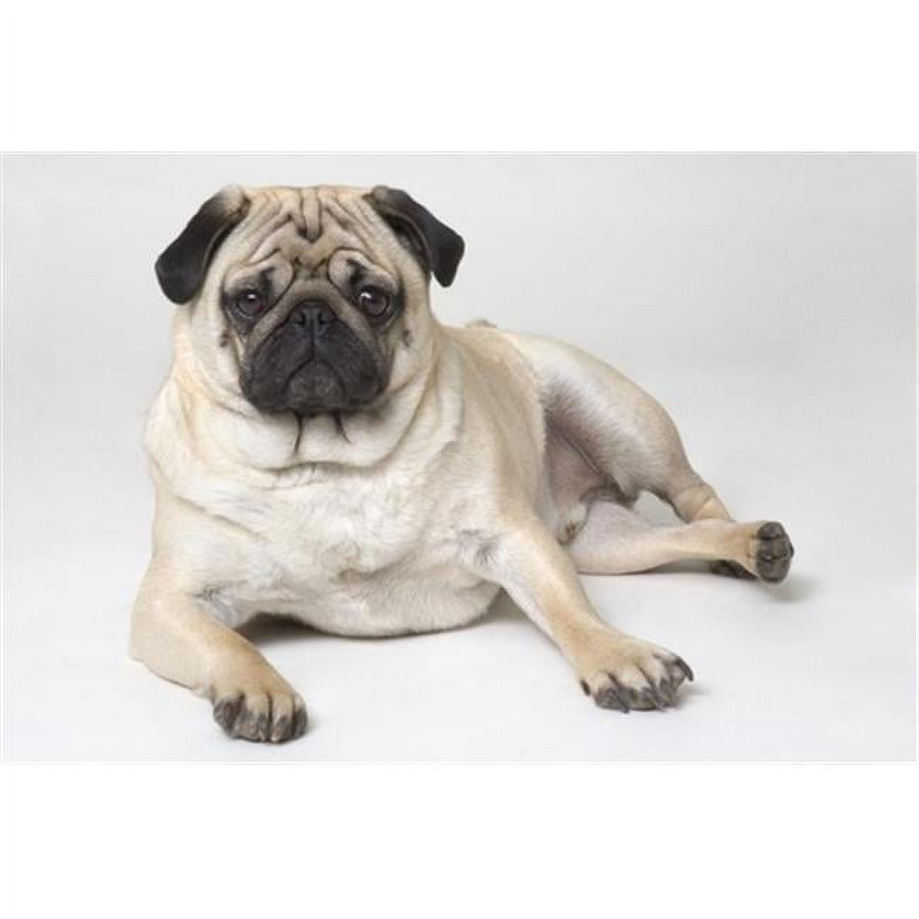 Pedigree Pug Dog Poster Print by Corey Hochachka, 17 x 11 - Walmart.com