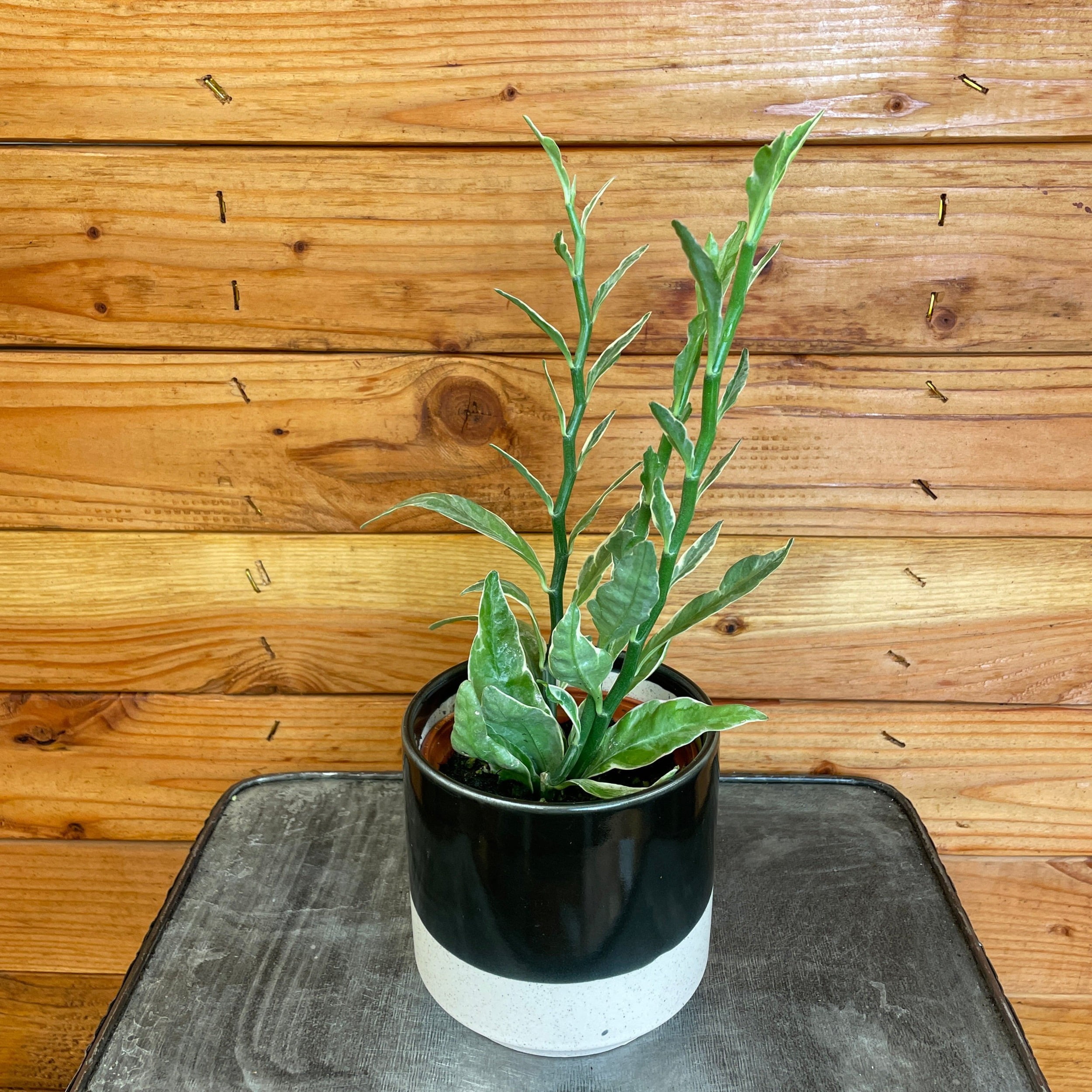 Pedilanthus Tithymaloides Variegata Devil's Backbone, 4" Plant, The ...