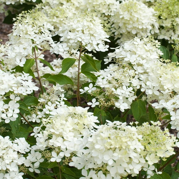Hydrangea Wee White