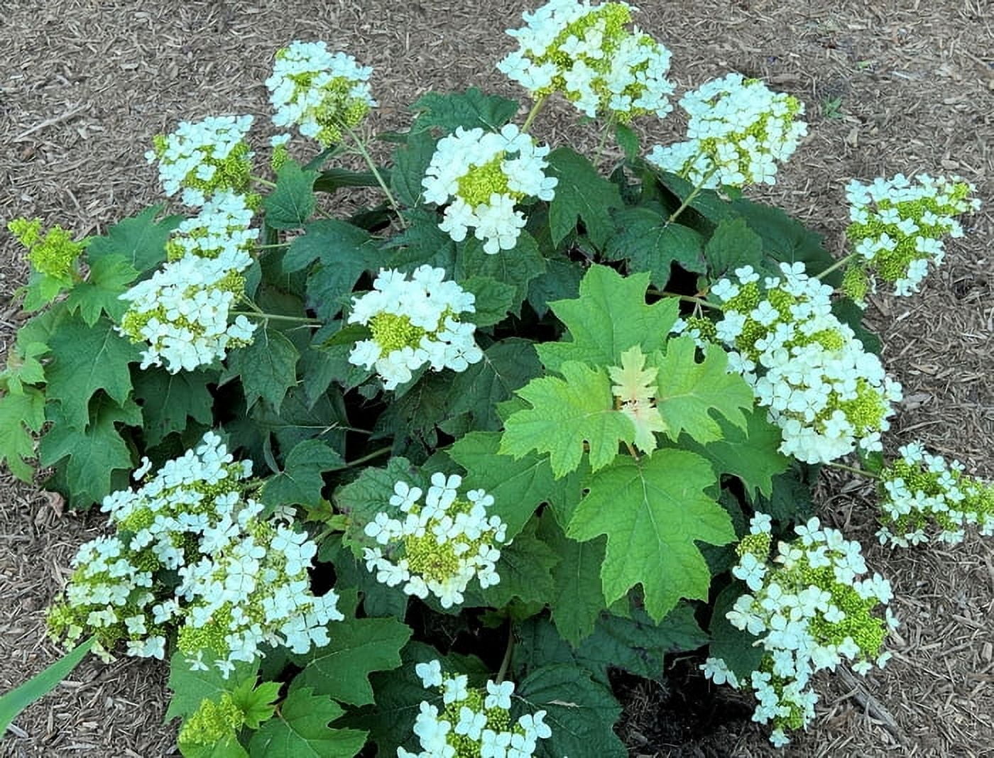 Pee Wee Dwarf Oakleaf Hydrangea - Live Plant ( 2.5 QT ) - Sun to ...