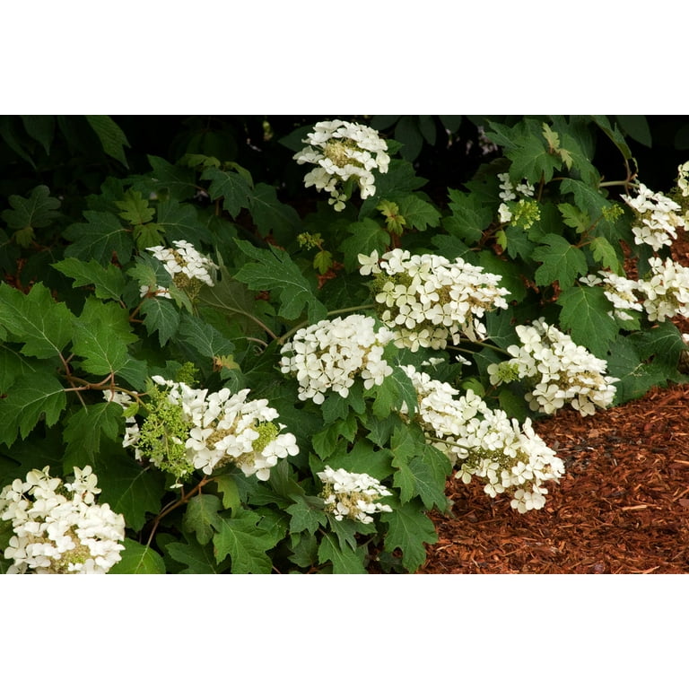 Oakleaf Hydrangea Pee Wee