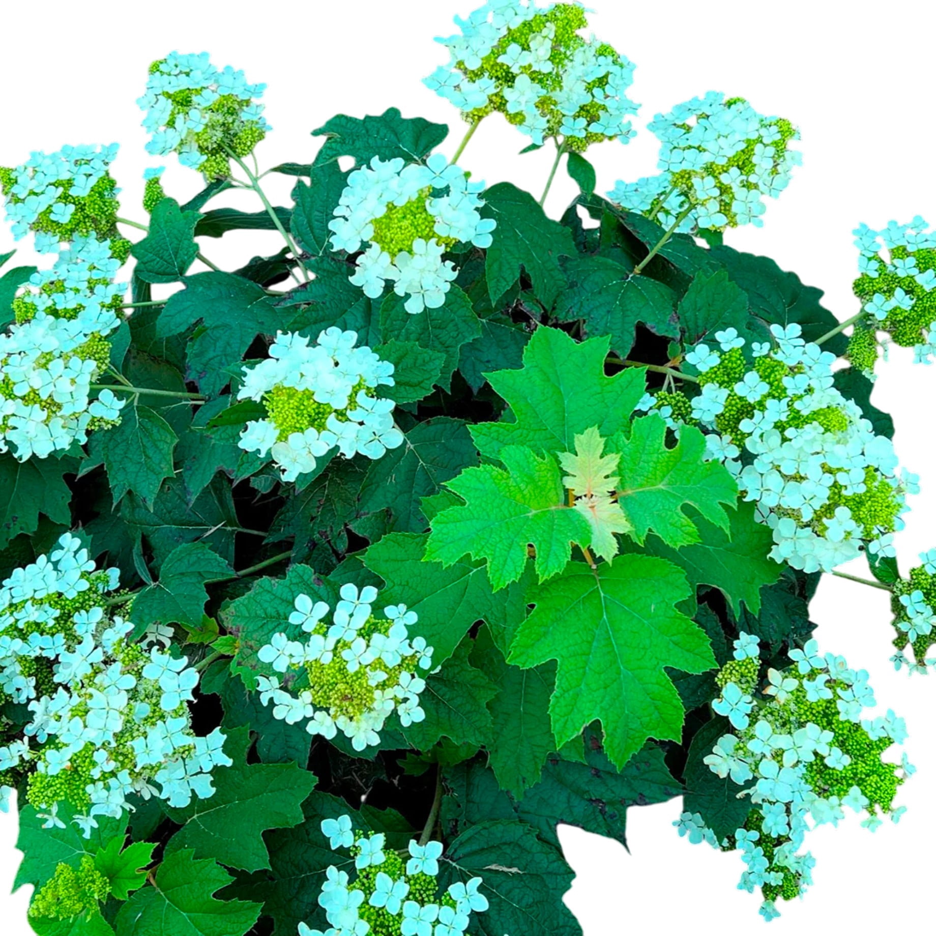 Pee Wee Oakleaf Hydrangea – Live Compact Flowering Shrub with White ...