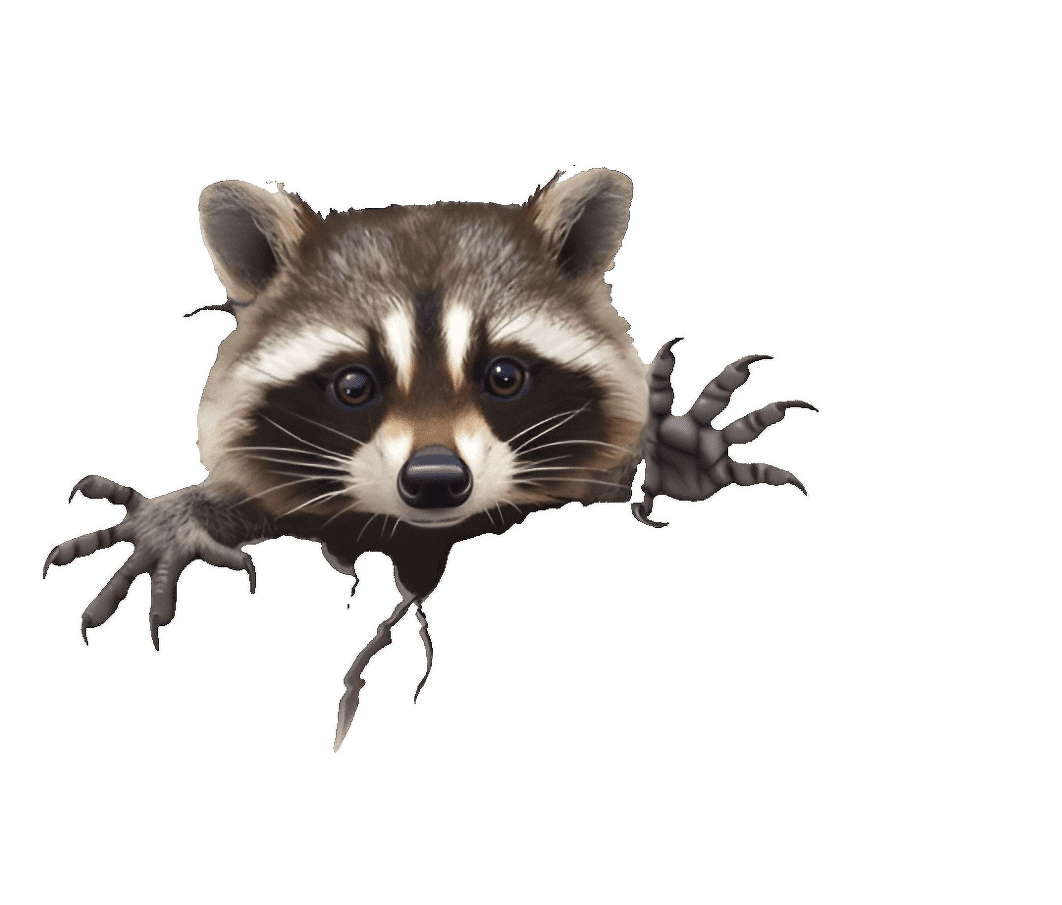 Peeking Raccoon Decal Sticker, Funny Adorable Pickaboo Raccoon Face ...