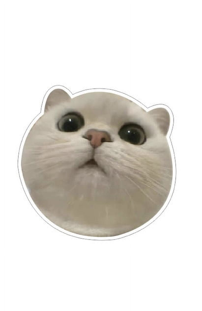 Peeking White Cat Magnifying Face Car Sticker Decal for Car, Bike, Van ...