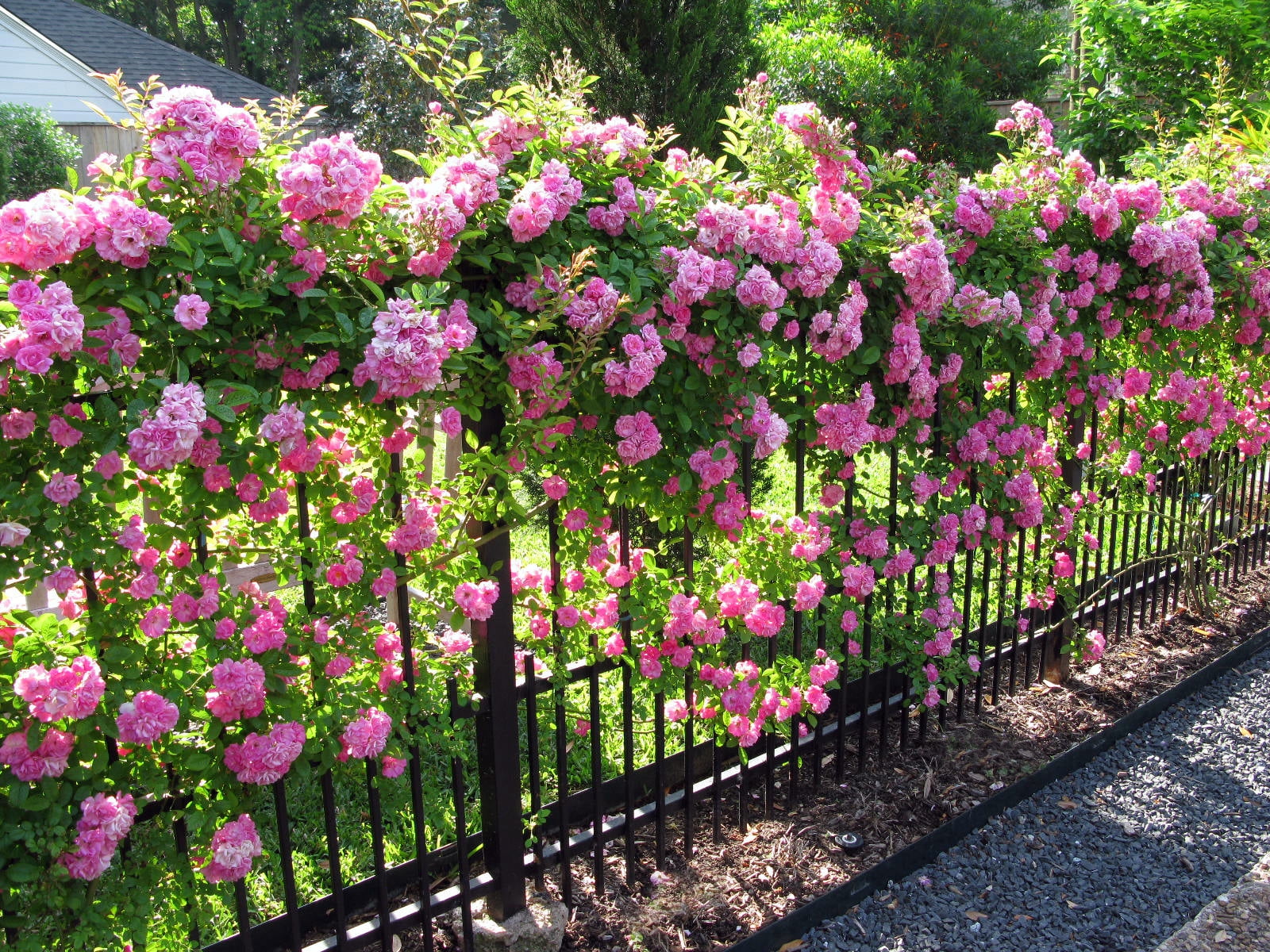 New Life Nursery & Garden Peggy Martin Climbing Rose 1 QT - Walmart.com