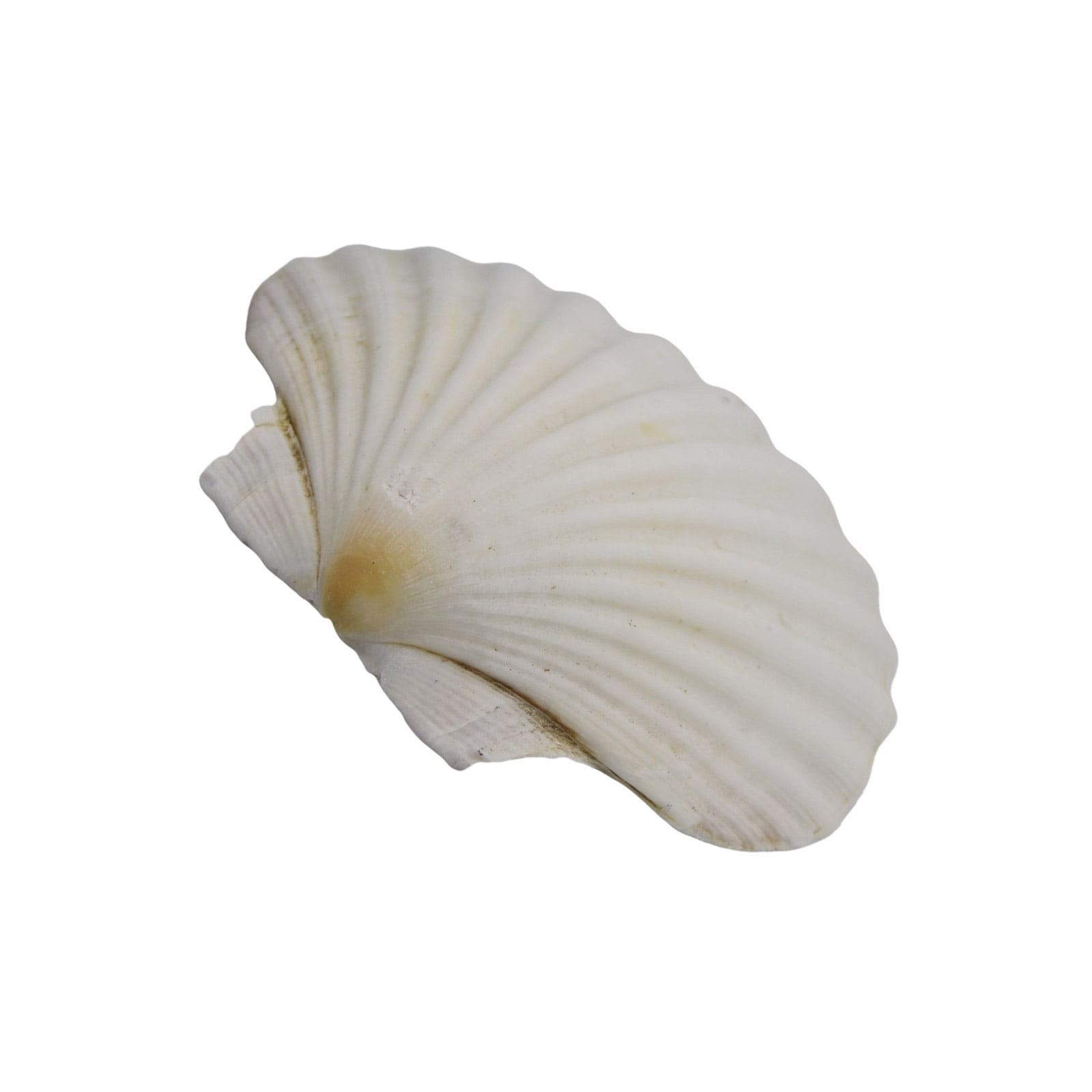 Peiiwdc Large White Scallops Shells for Painting and Beach Wedding ...