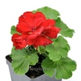 Pelargonium, Calliope Medium Dark Red, Geranium Zonal - Pot Size: 4.5in ...