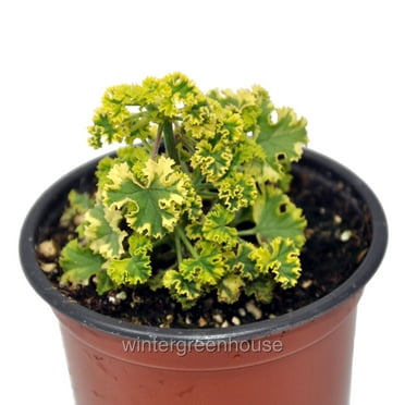 Pelargonium Peltatum, Crocodile, Ivy Geranium, Ivy Leaved Geranium ...