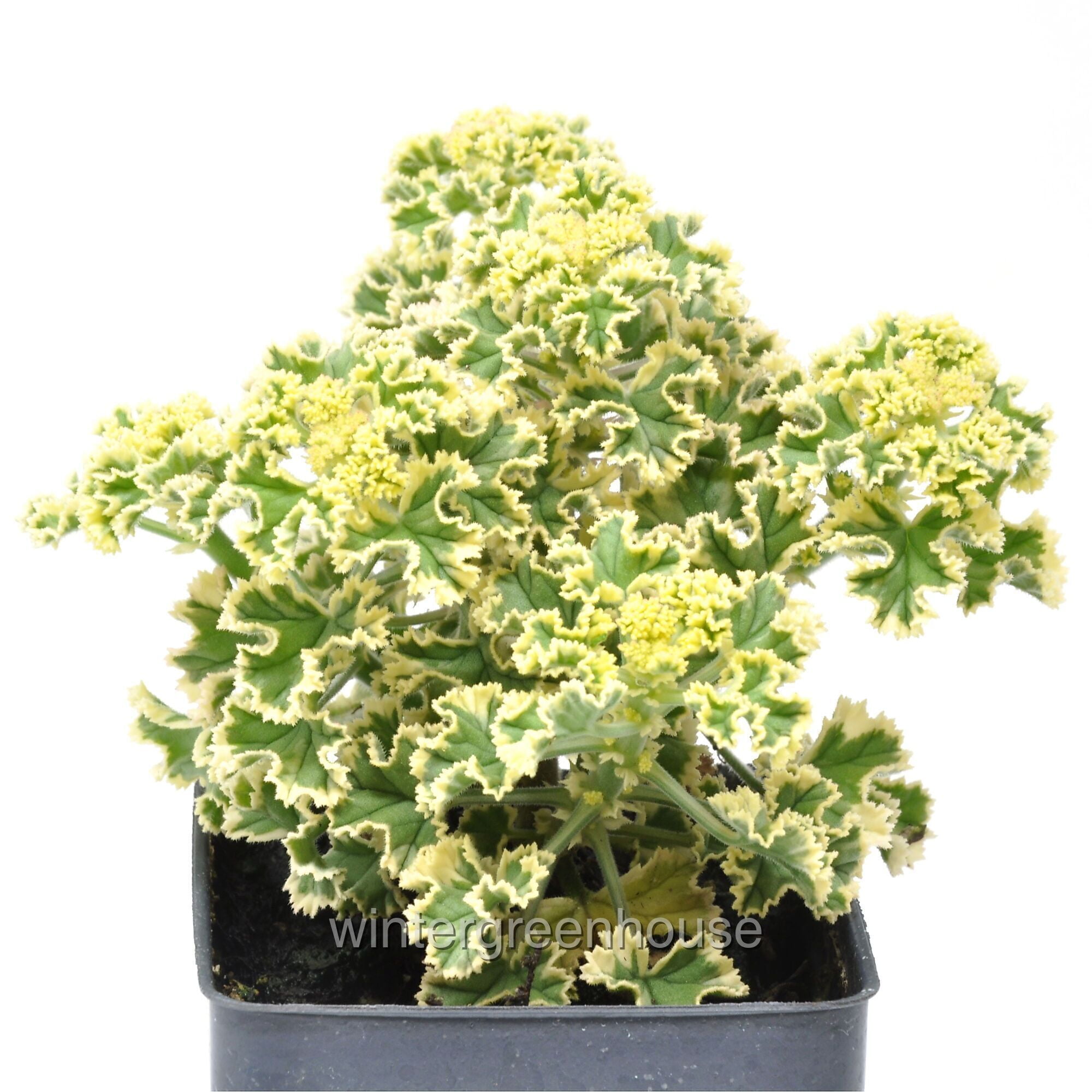 Pelargonium Geranium Prince Rupert Variegated, Scented Geranium - Pot ...