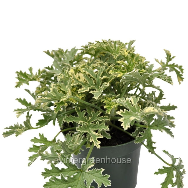 Pelargonium Graveolens, Grey Lady Plymouth, Scented Geranium - Pot Size ...
