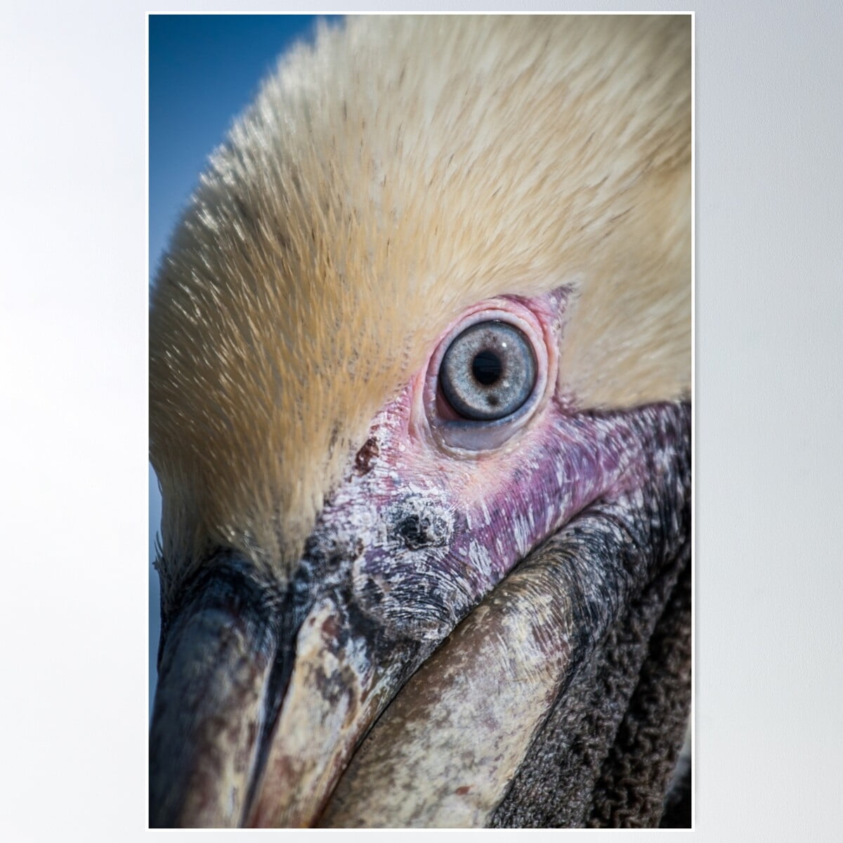 Pelican Eye Poster Wall Art, Modern Wall Decor For Living Room Bedroom ...