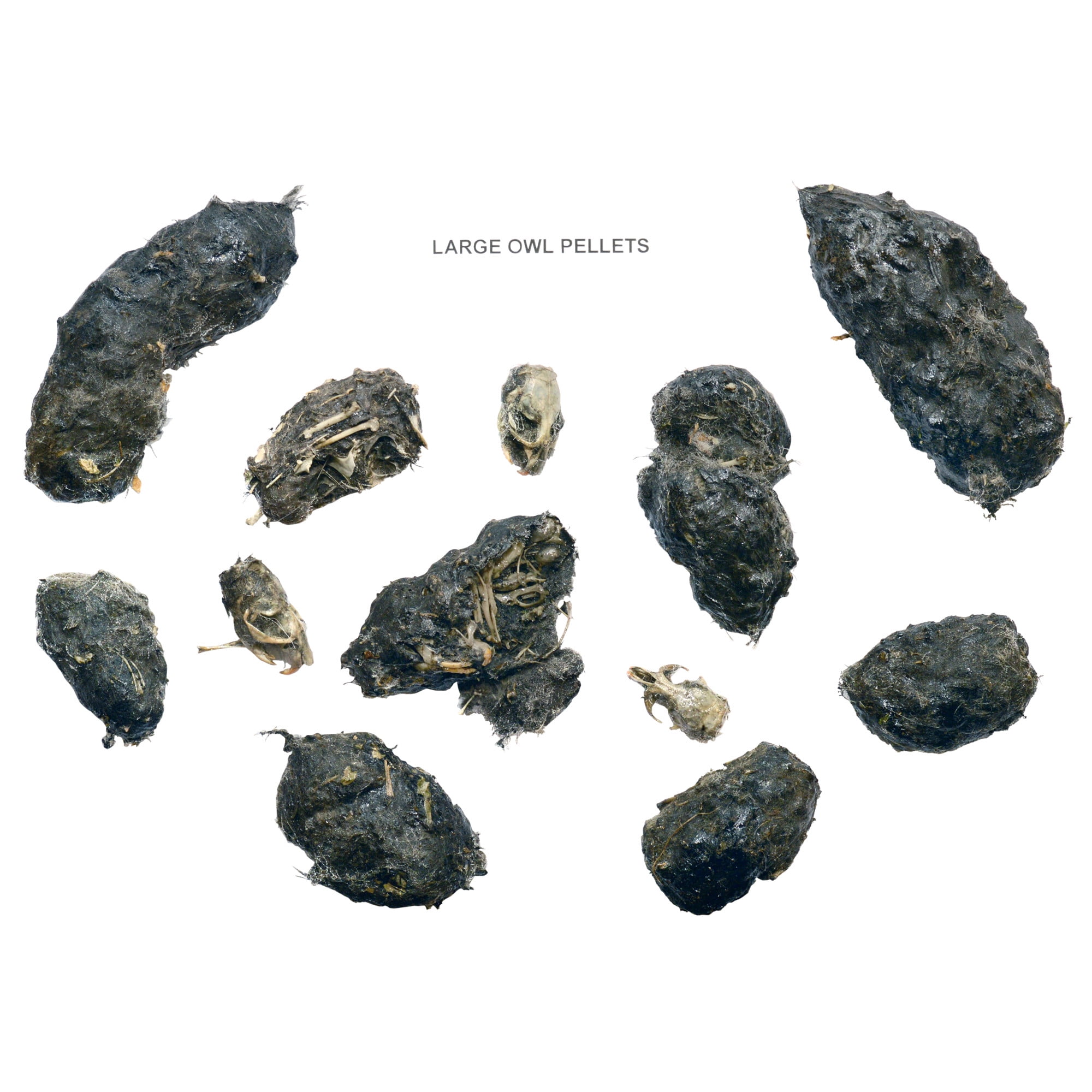 Pellets Inc Barn Owl Pellets, Large 1.5 to 3 Inches, Pack of 30 ...
