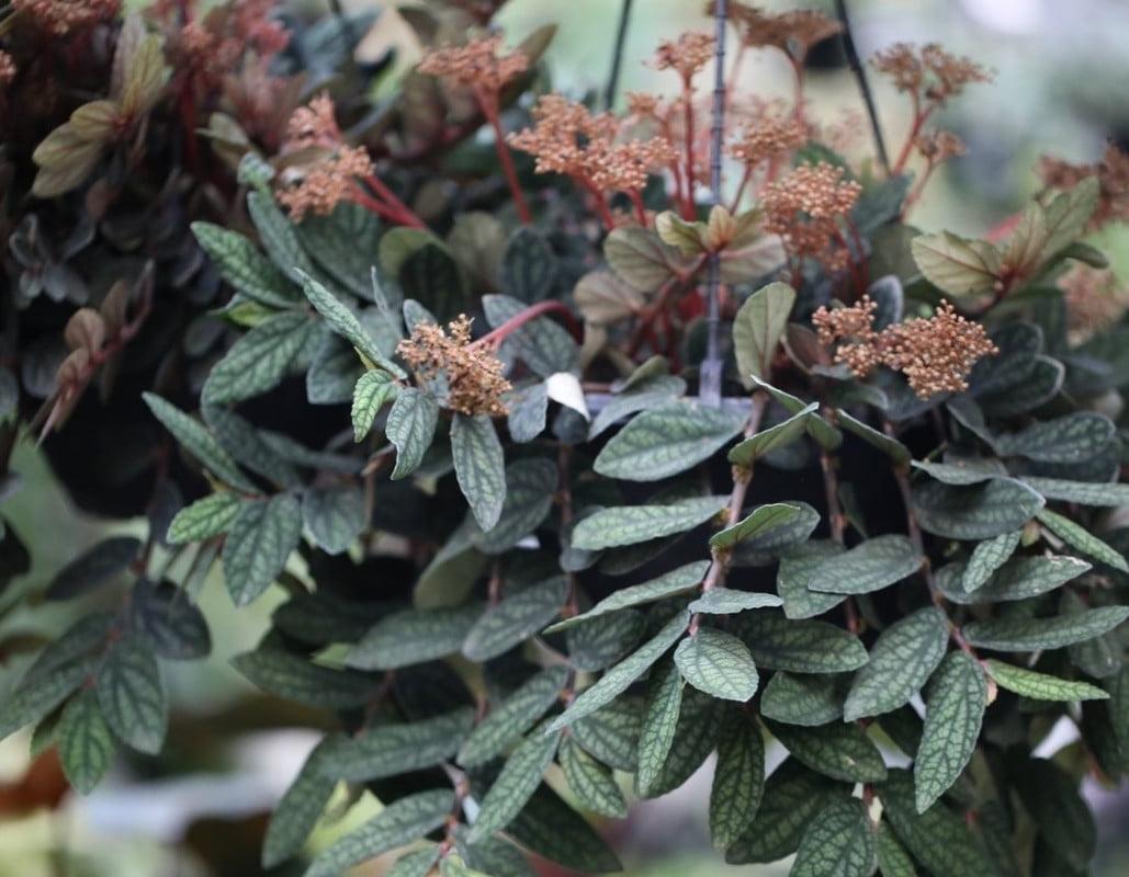 Pellionia Pulchra Live Plant in in 3" Pot - Rainbow Vine - Tropical ...