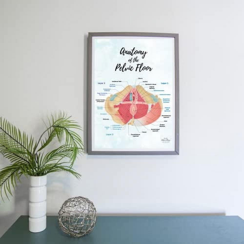 Pelvic Floor Anatomy Poster Art | 16x20 in. Caudal View of Pelvis ...