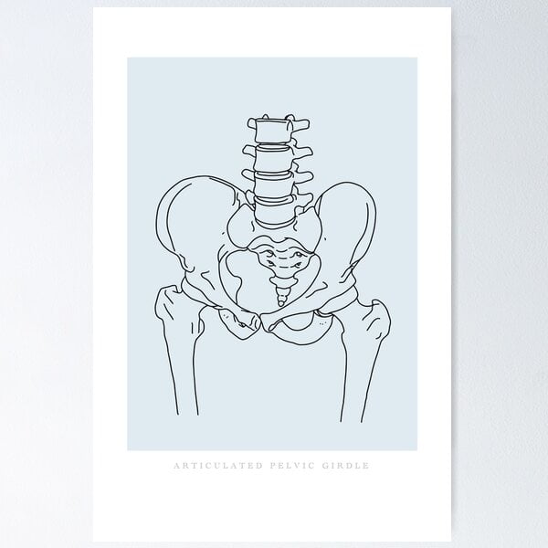 Pelvis Line Art, Minimalist Anterior View Pelvic Girdle Skeleton ...