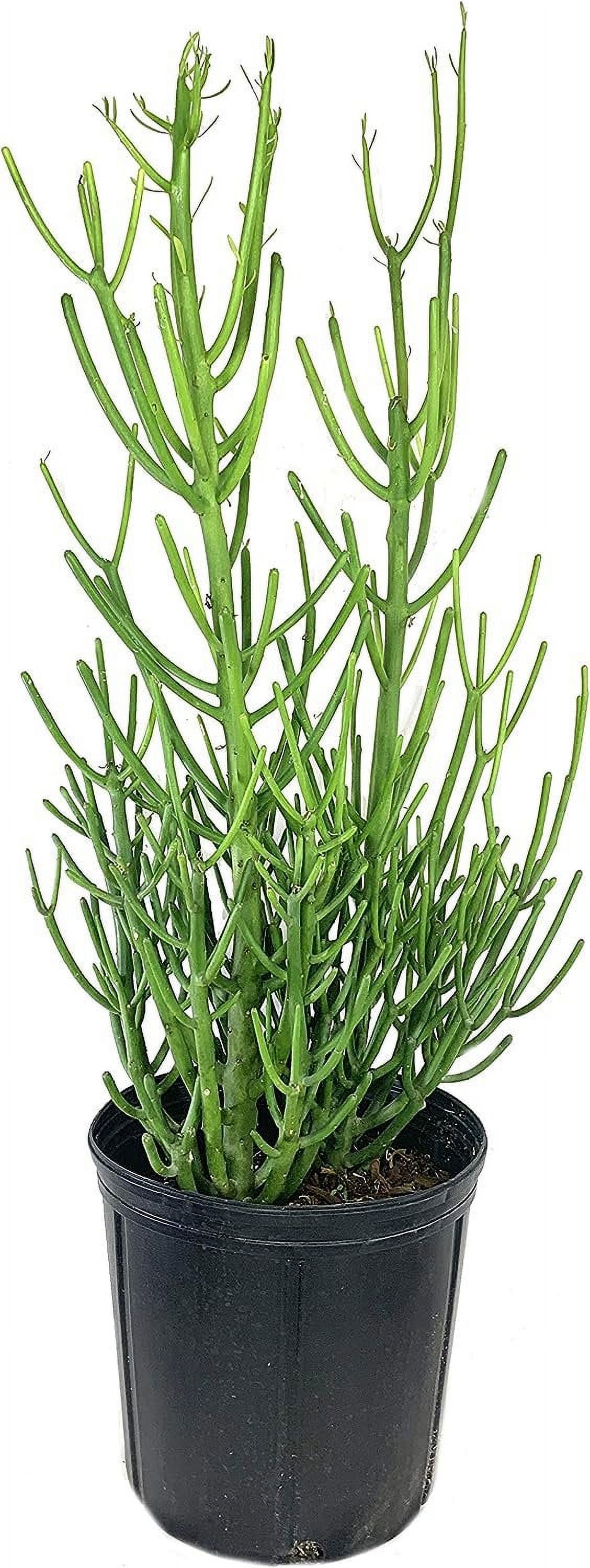 Pencil Cactus 10 Cuttings Euphorbia tirucalli, Succulent, fFn Plant ...