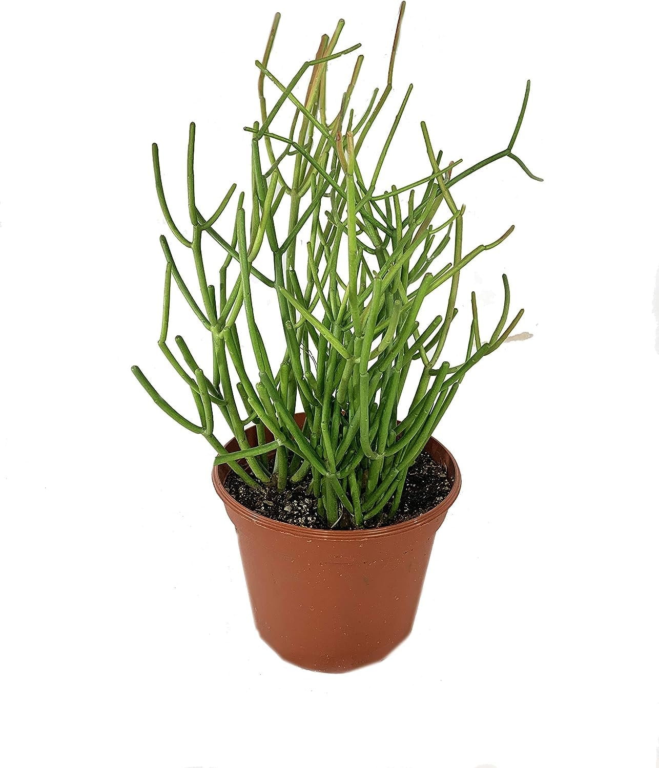 Pencil Cactus - Live Plant in an 8 Inch Pot - Euphorbia Tirucalli ...