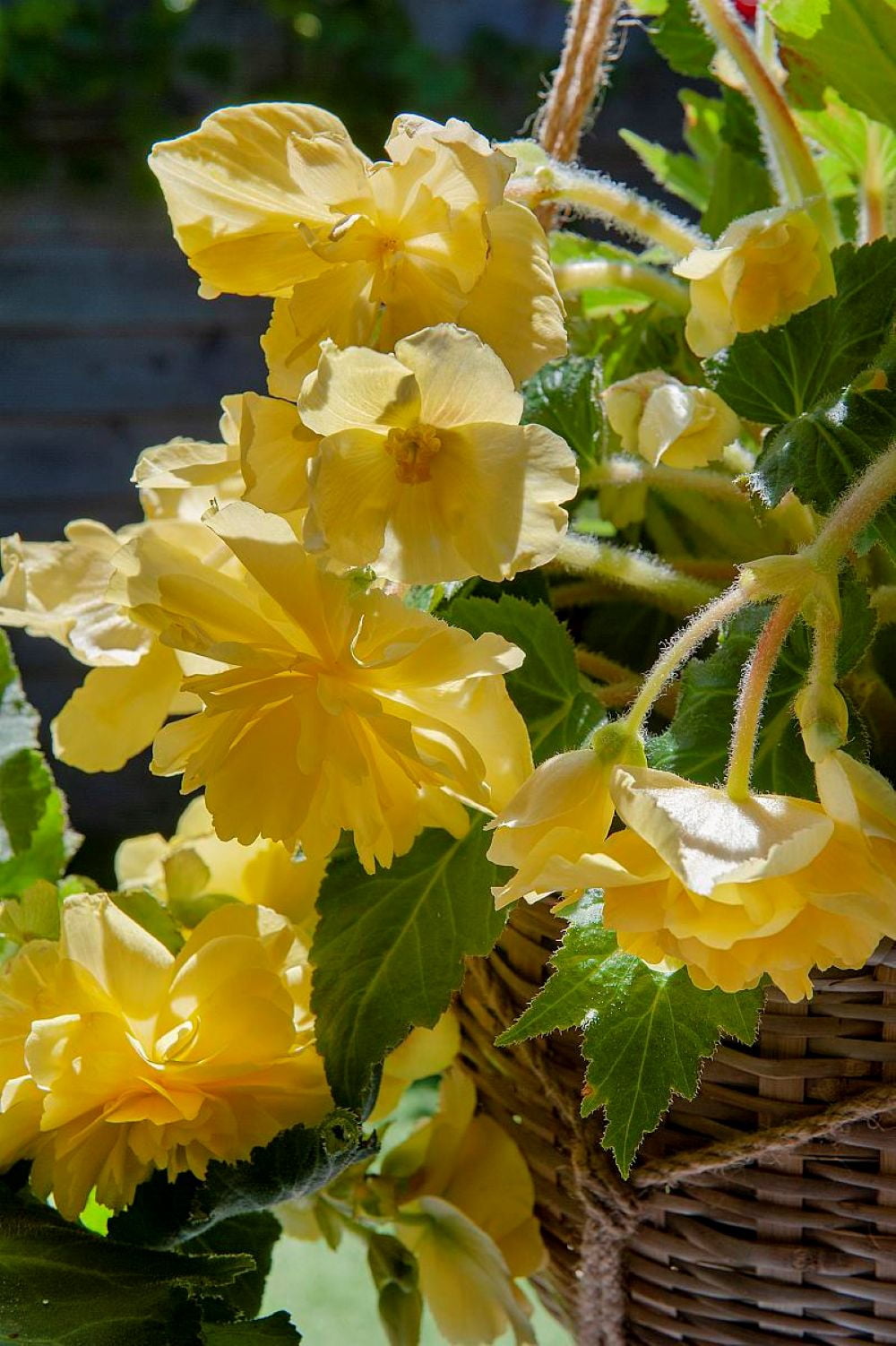 Pendula Yellow Begonia 2 Bulbs - 5/6cm Bulbs - Great in Hanging Baskets ...