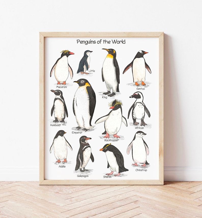 Penguins of the World Educational Poster Animal Nursery Montessori ...