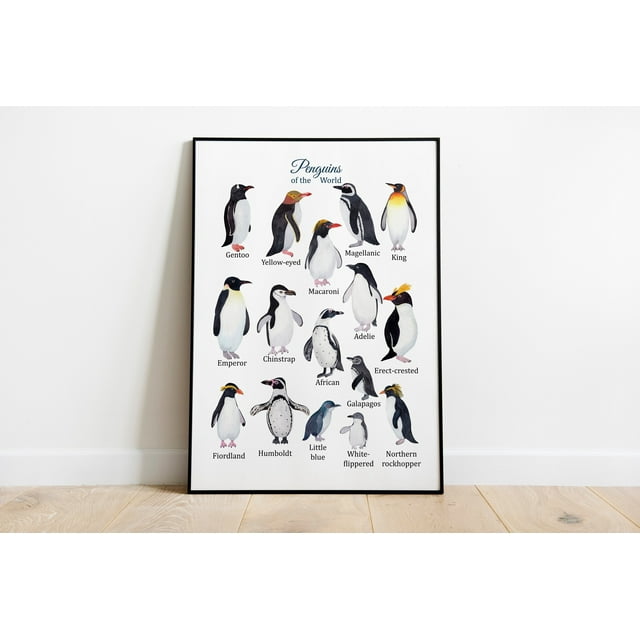 Penguins species Poster, Educational Poster, Types of Penguins ...