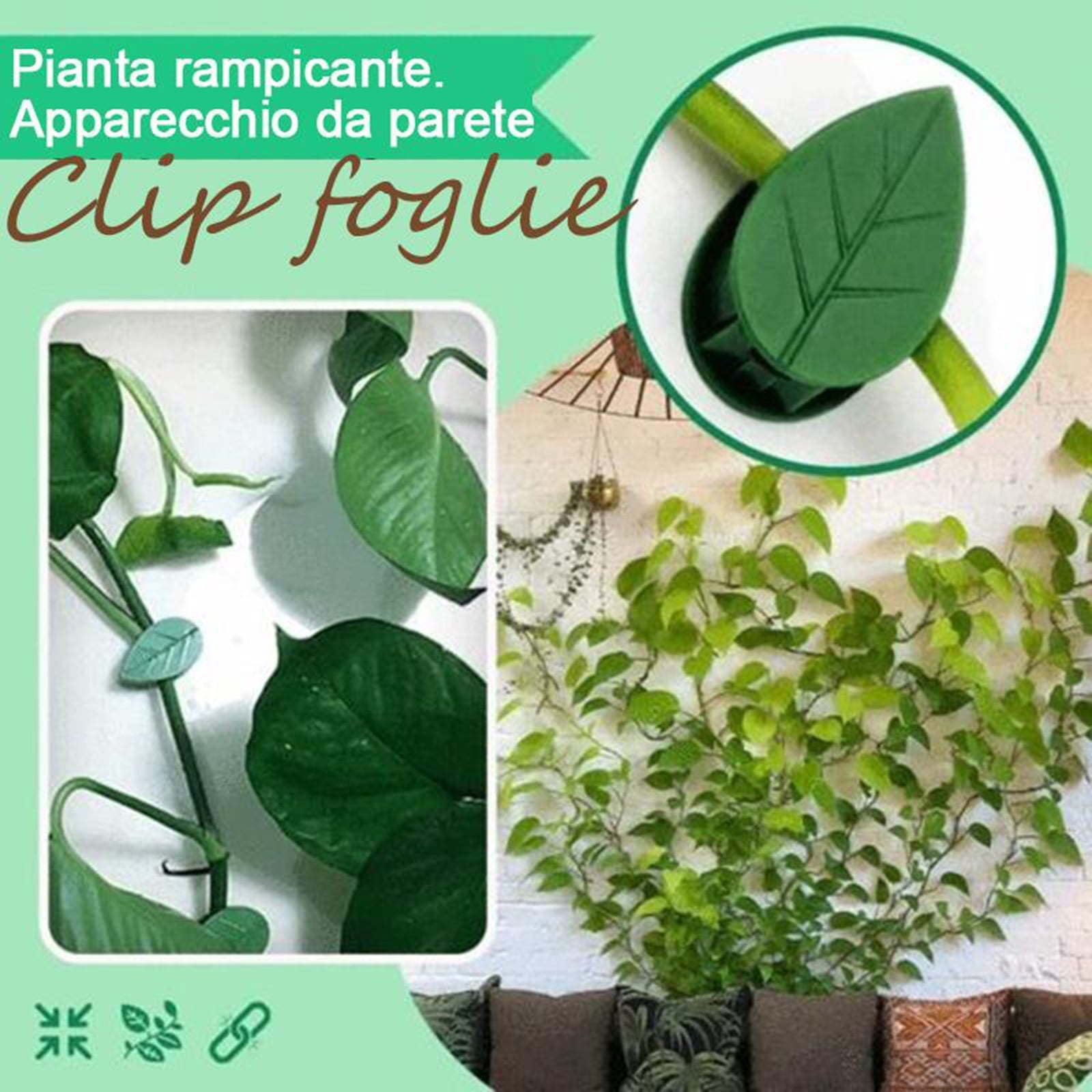 Rattan Clamp Plant Supports Flower Vines Plant Multi Purpose Smalls ...