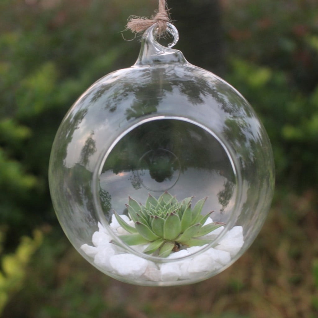 Seed Disseminator Flower Hanging Vase Glass Planter Plant Terrarium ...
