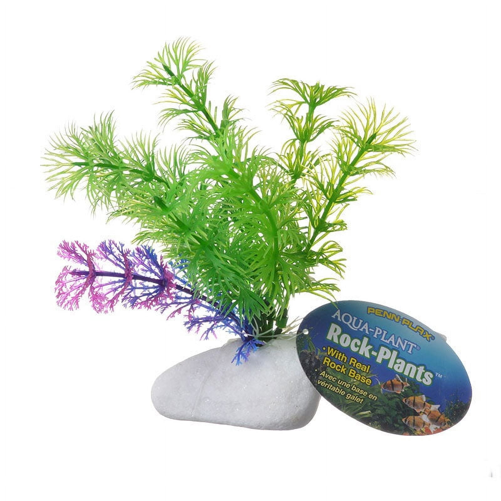 PP 6" GREEN ROCK PLANT APR60 ASST - Walmart.com