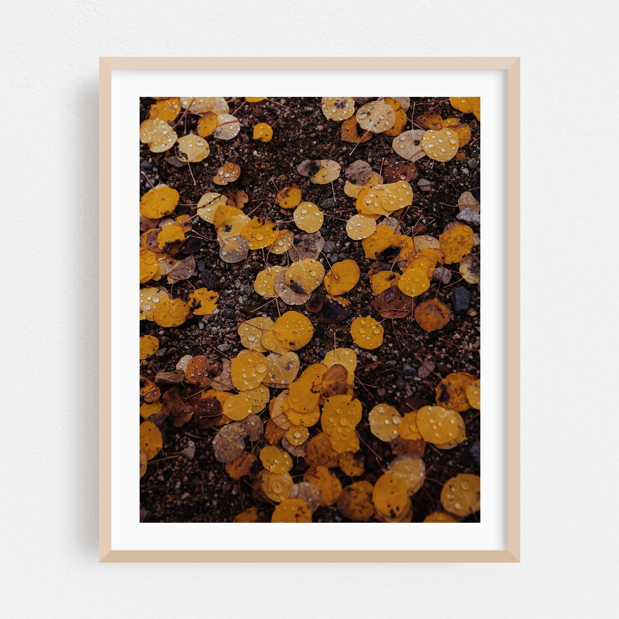 Pennies From Heaven - Aspen Colorado Photography Autumn Nature Woodland ...