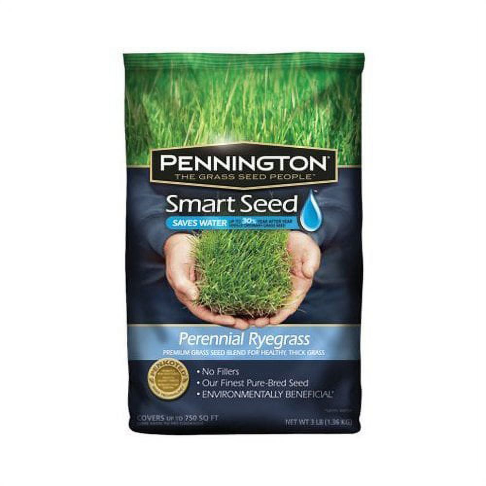 Pennington 100543717 Perennial 100543717 Ryegrass Smart Seed, 3 Lbs ...