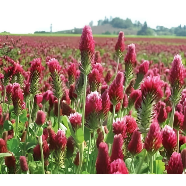 Pennington Crimson Clover/ Trifolium incarnatum Flower Seed - Walmart ...