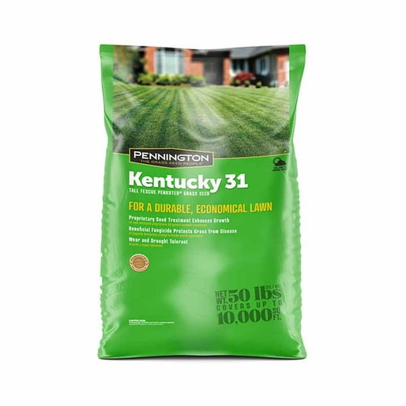Kentucky 31 Tall Fescue Grass Seed