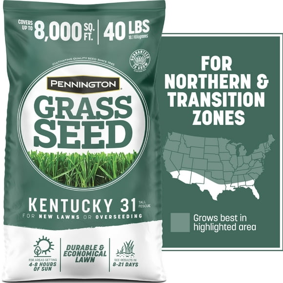 Kentucky 31 Tall Fescue Grass Seed