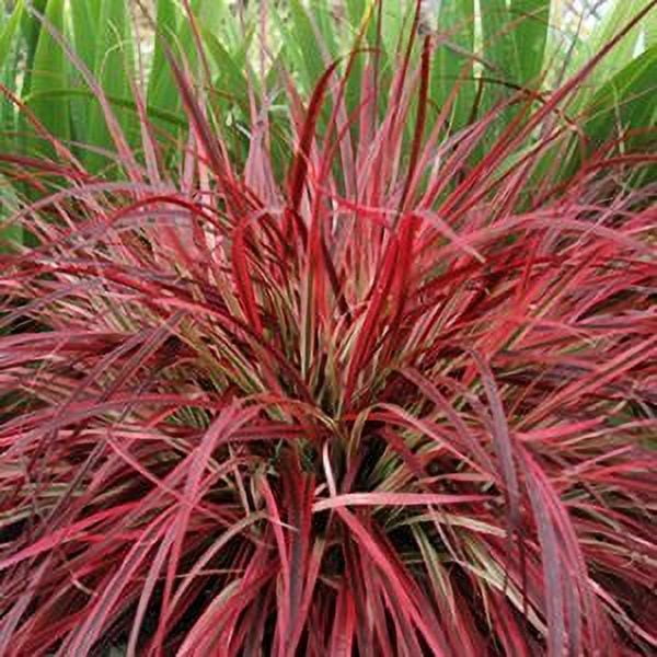 Pennisetum-Fireworks - 8" Jumbo Pot (Annual) - Walmart.com