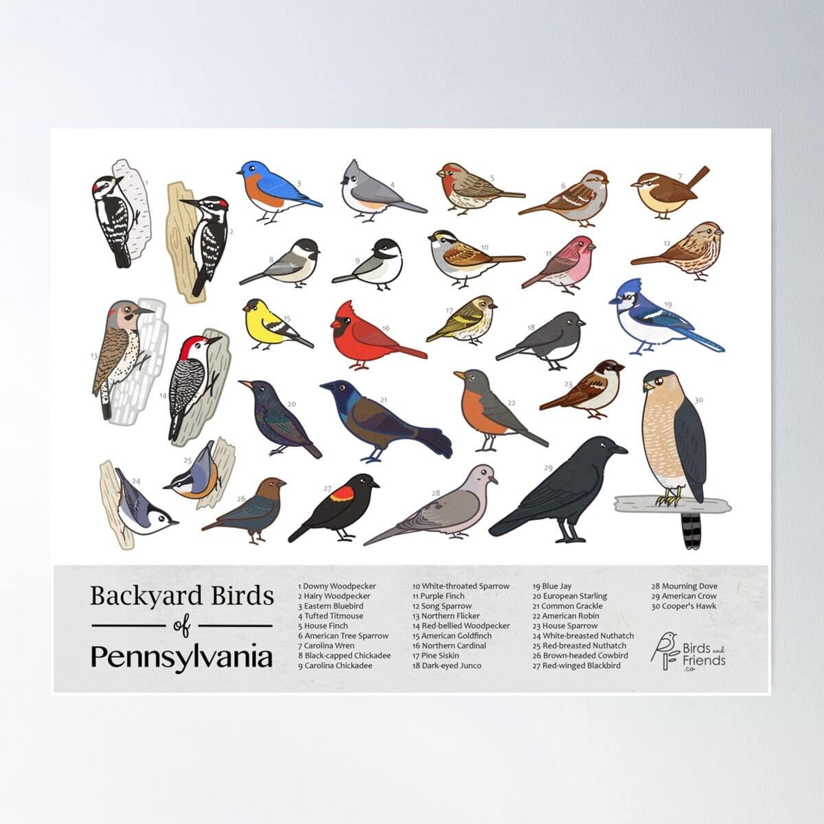 Pennsylvania - Backyard Birds Of Pennsylvania Field Guide Print - Bird ...