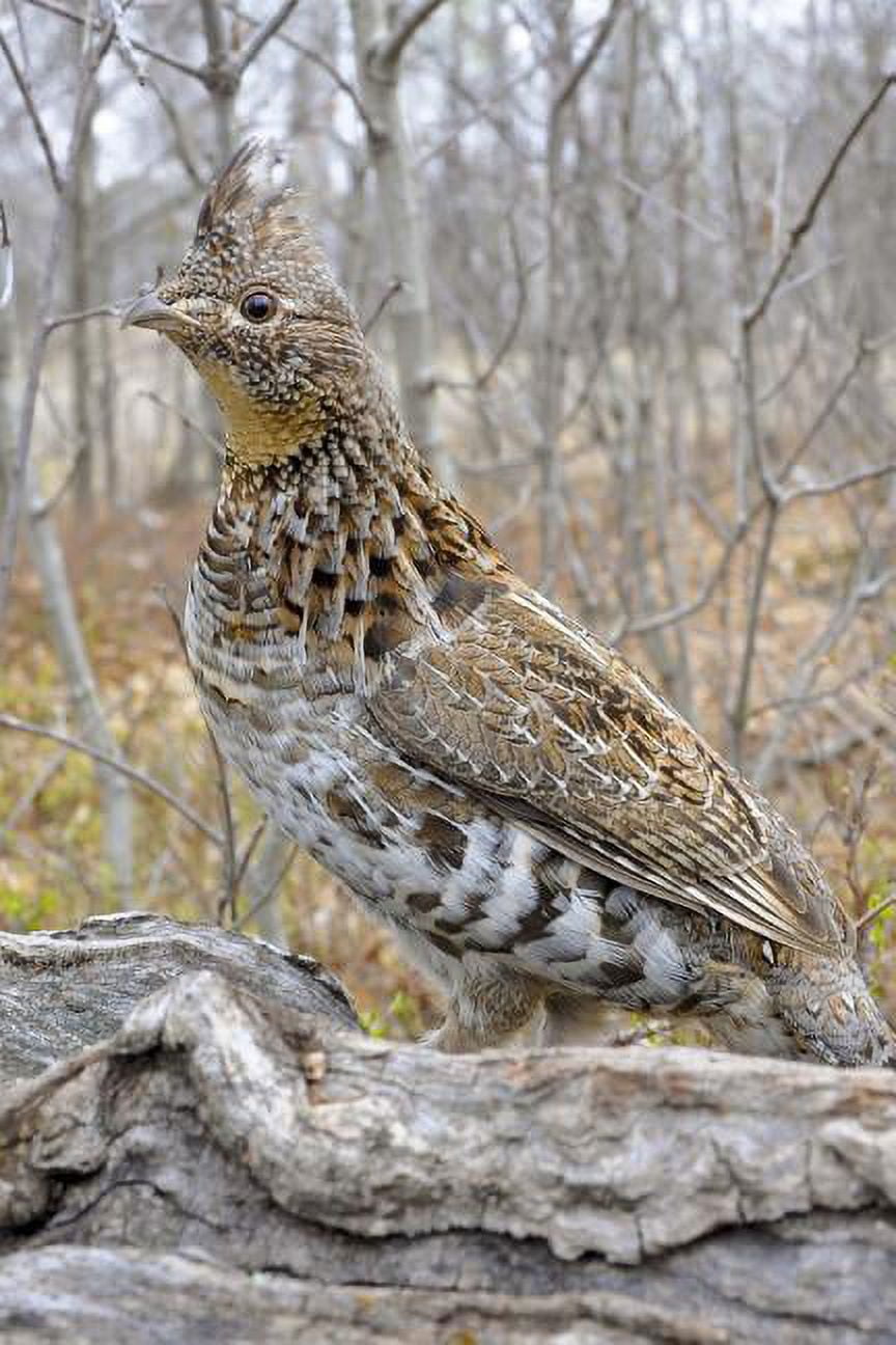 Pennsylvania State Bird - Ruffed Grouse Journal : 150 page lined ...