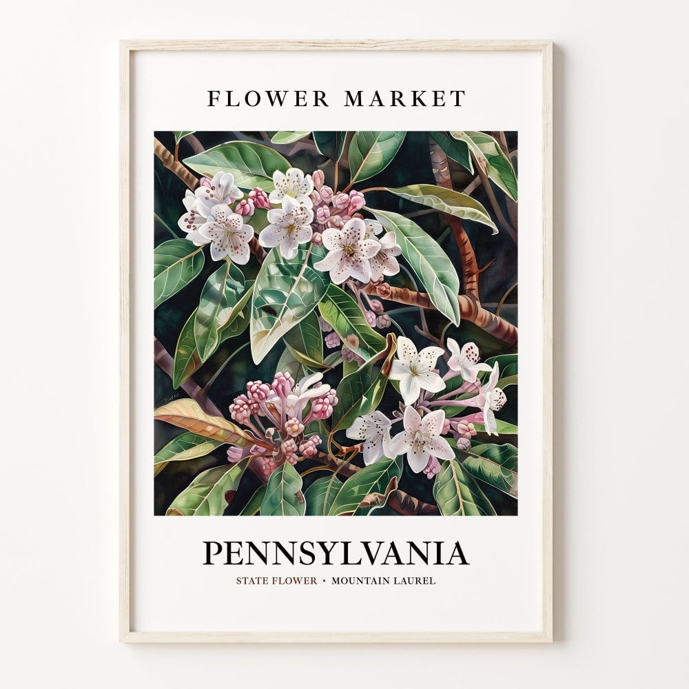 Pennsylvania State Flower Art Print, Mountain Laurel 1960S Wall Art ...