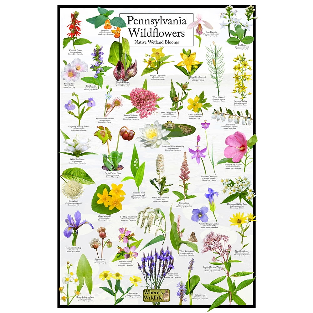 Pennsylvania Wildflowers Poster - Native Wetland Blooms - Educational Science Chart of Arkansas ...