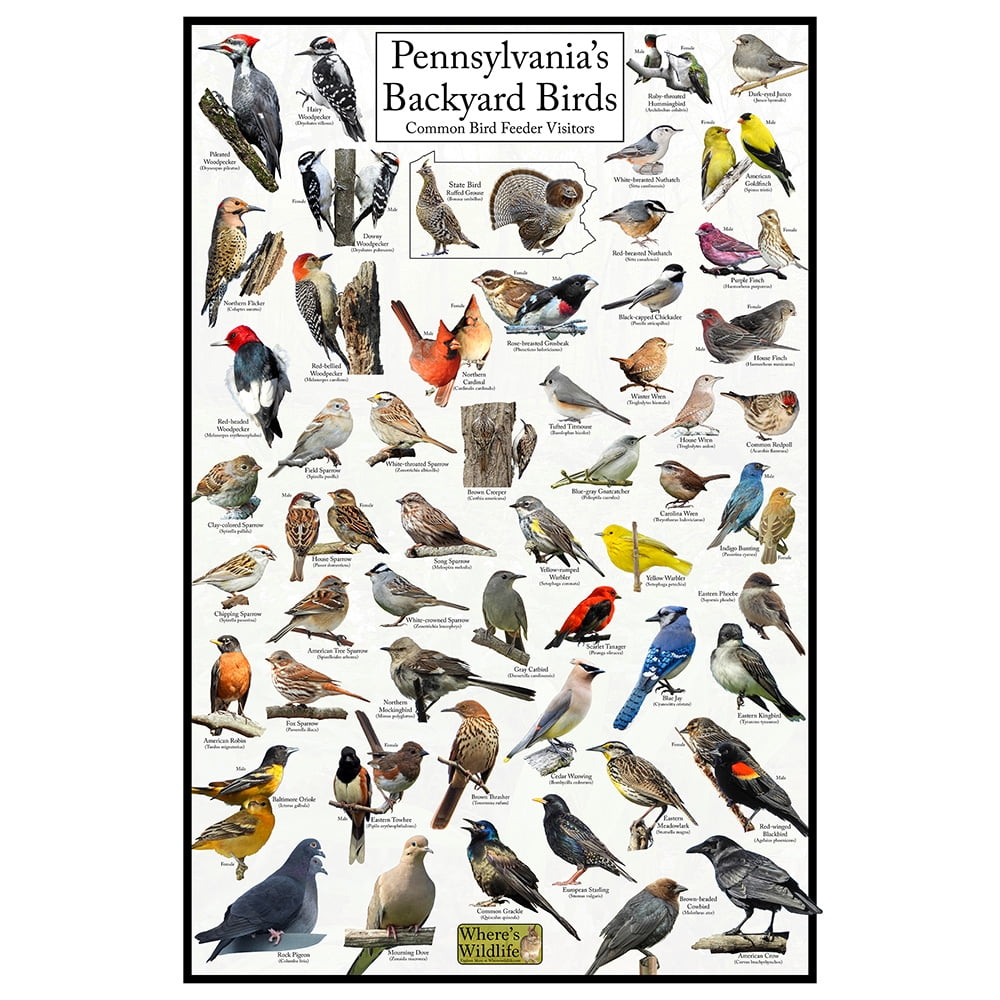 Pennsylvania's Backyard Birds Poster - Pennsylvania Bird Chart ...