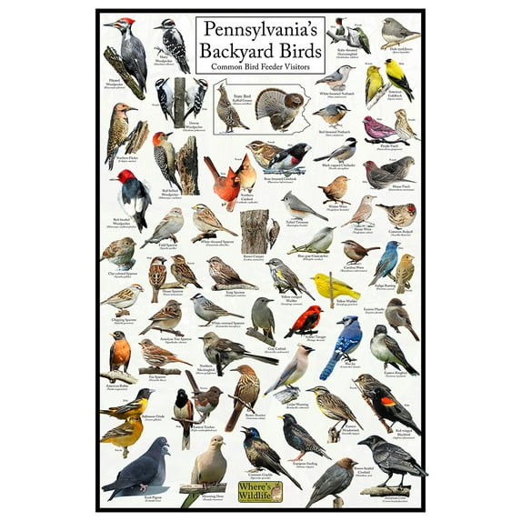 Pennsylvania's Backyard Birds Poster - Pennsylvania Bird Chart ...
