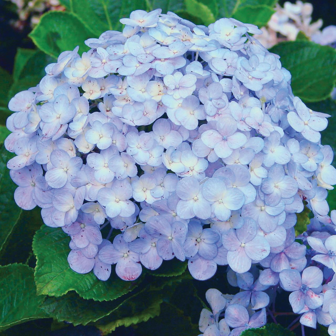 Penny Mac Hydrangea Bush - Very Hardy - Quart Pot - Walmart.com