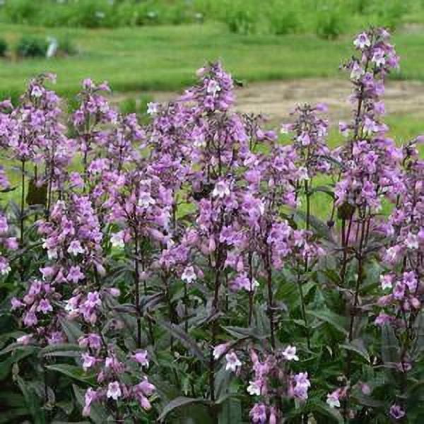 Penstemon Midnight Blue