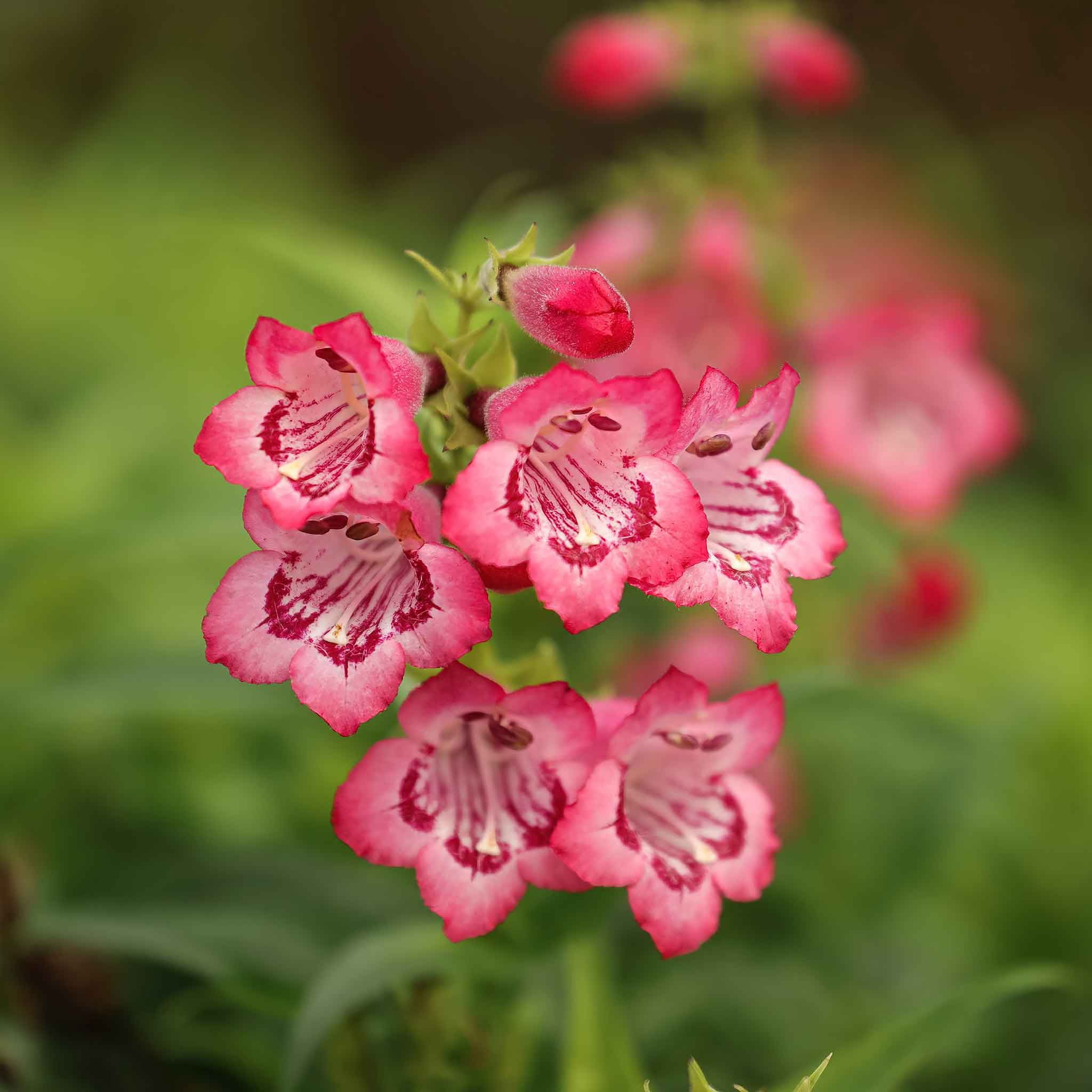 Eden Brothers Penstemon Seeds - Sensation Mix - Walmart Business Supplies