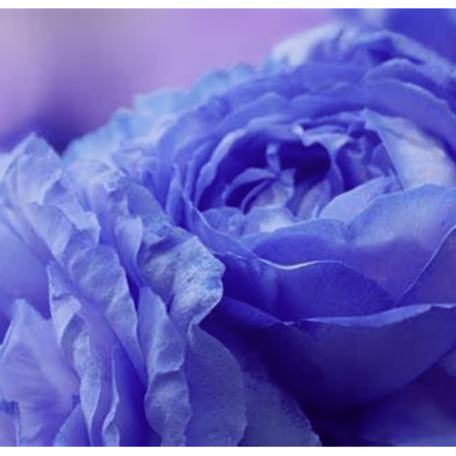 Peonies- - Garden Elegance Decoration - Premium Garden Stakes Perfect ...