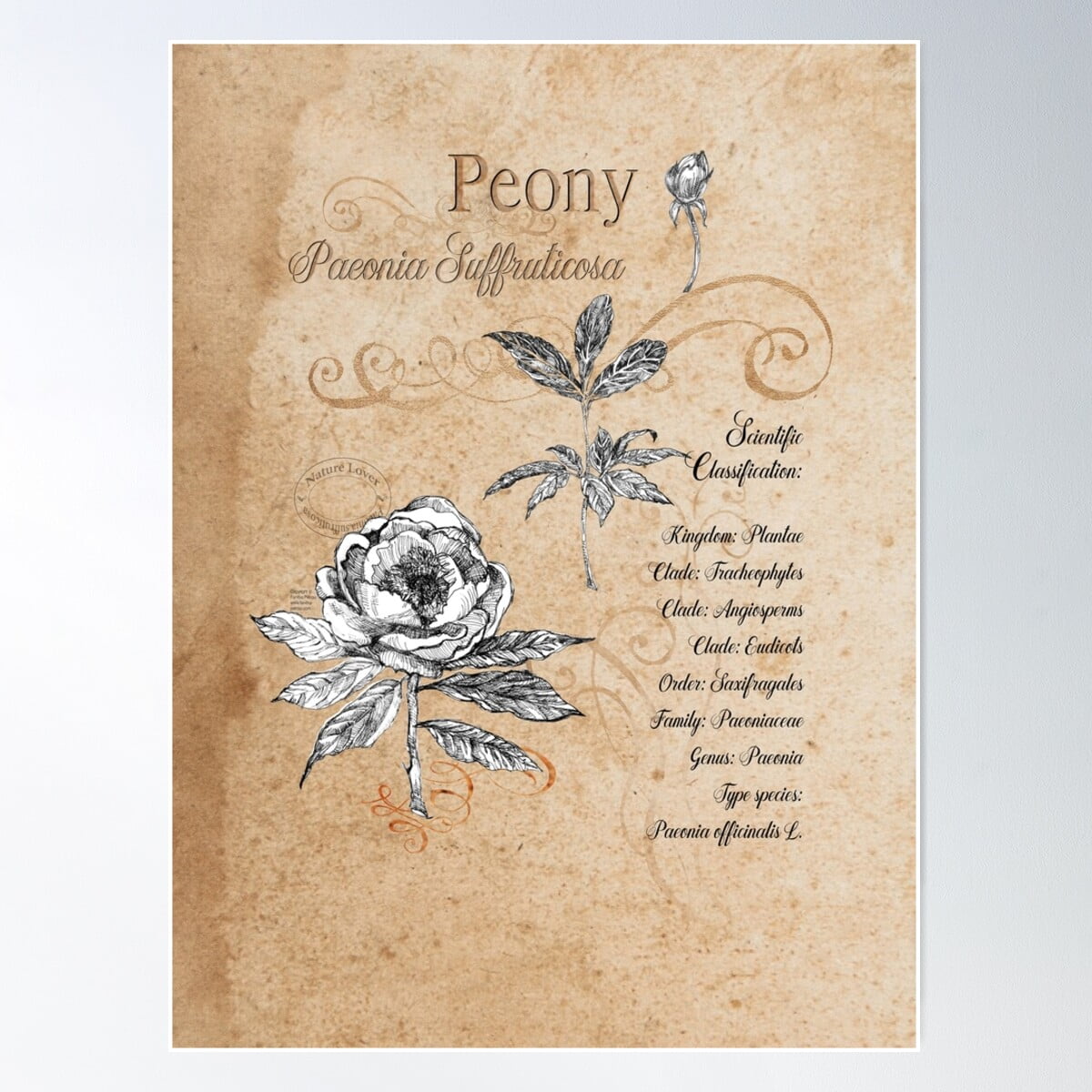 Peony Botanical Illustration - Sunflower Scientific Classification ...