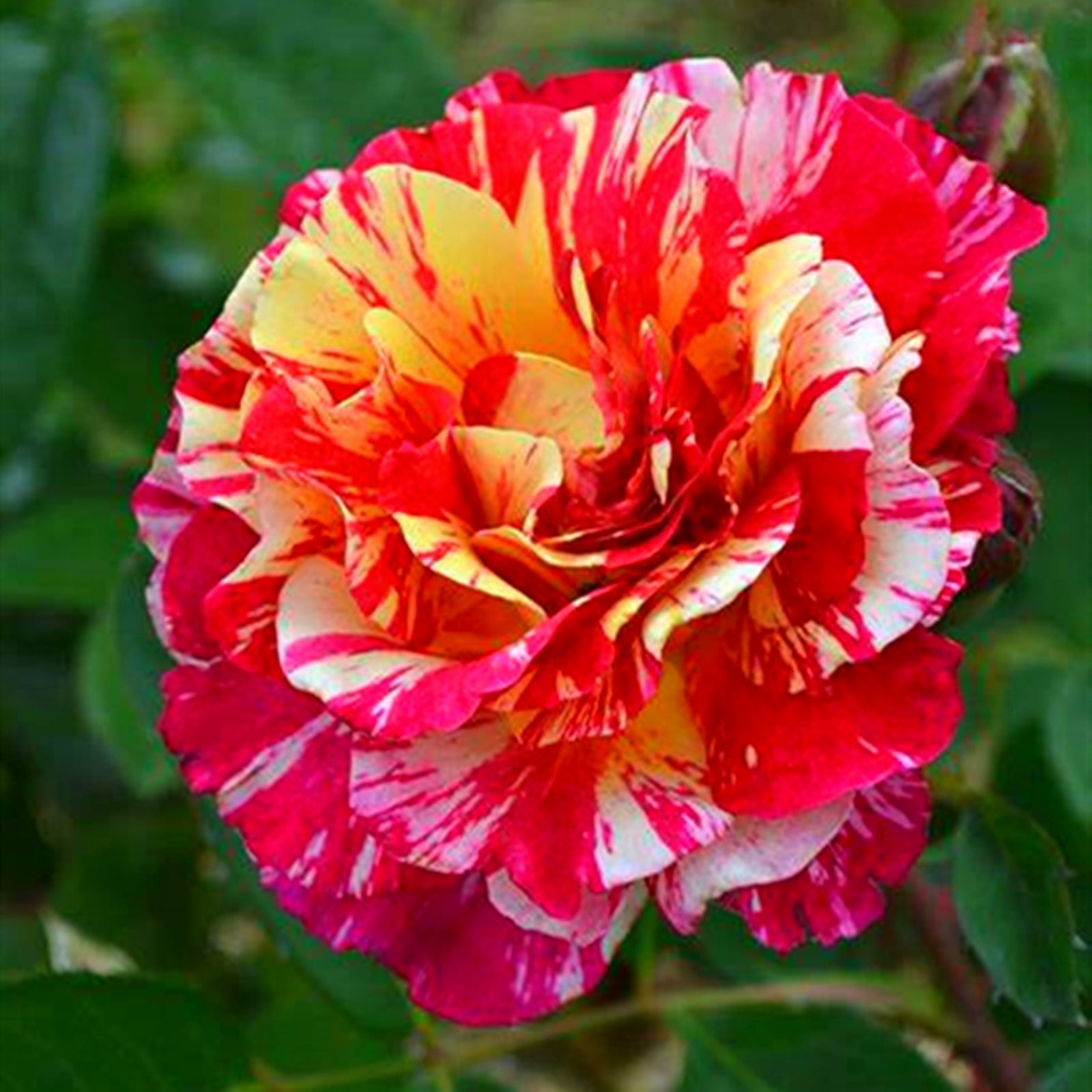 Peony Bulbs, Adapt To Various Environments, Peony Plants Live,Beautiful ...